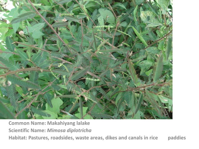 Weed Collection - Copy.pdf | Gardening | Home & Garden