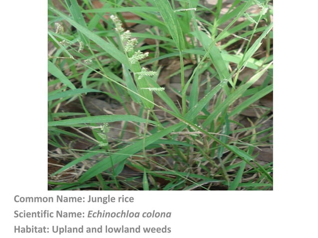 Weed Collection - Copy.pdf | Gardening | Home & Garden