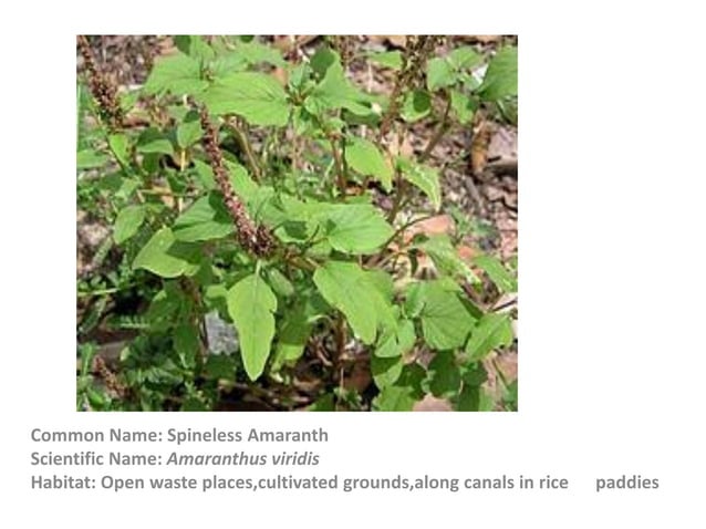 Weed Collection - Copy.pdf | Gardening | Home & Garden