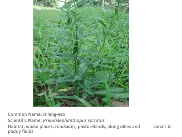 Weed Collection - Copy.pdf | Gardening | Home & Garden