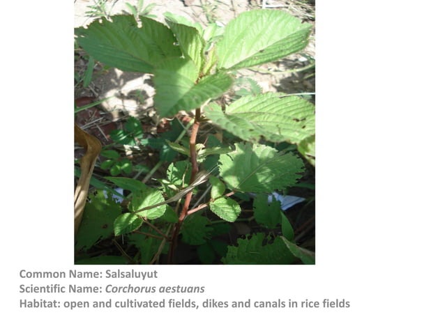 Weed Collection - Copy.pdf | Gardening | Home & Garden