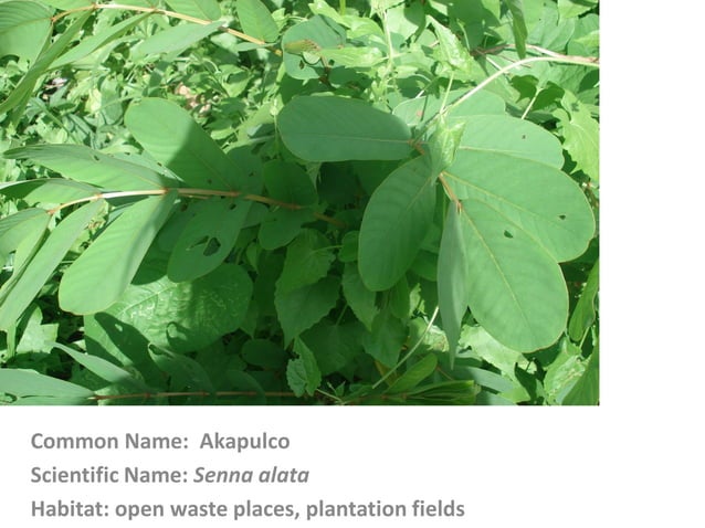 Weed Collection - Copy.pdf | Gardening | Home & Garden