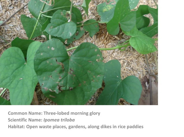 Weed Collection - Copy.pdf | Gardening | Home & Garden