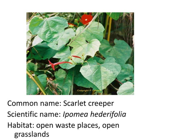 Weed Collection - Copy.pdf | Gardening | Home & Garden