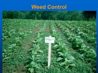 Weed Control-ITGglxotxotxitxotxotdotdoydoP-1.ppt