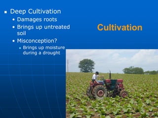 Weed Control-ITGglxotxotxitxotxotdotdoydoP-1.ppt