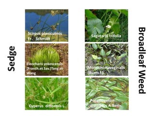 Weed Control in Rice Field | PPT