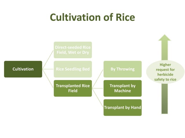 Weed Control in Rice Field | PPTX | Herbs and Supplements | Alternative ...