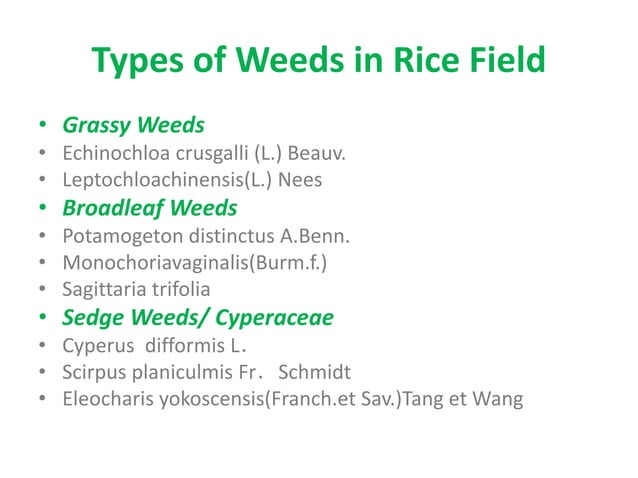 Weed Control in Rice Field | PPTX | Herbs and Supplements | Alternative ...