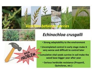 Weed Control in Rice Field | PPTX