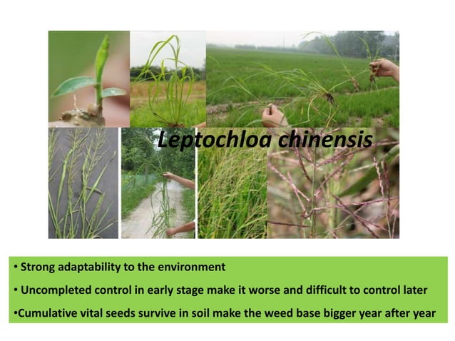 Weed Control in Rice Field | PPTX | Herbs and Supplements | Alternative ...