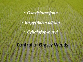 Weed Control in Rice Field | PPTX