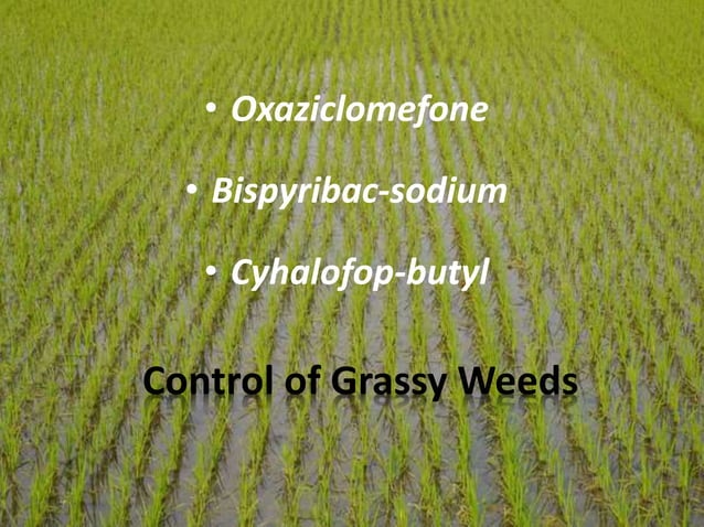 Weed Control in Rice Field | PPTX | Herbs and Supplements | Alternative ...