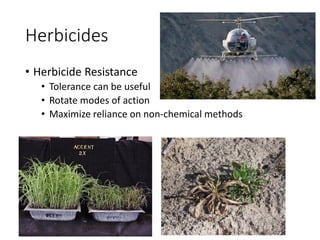 Weed Control Methods | PDF