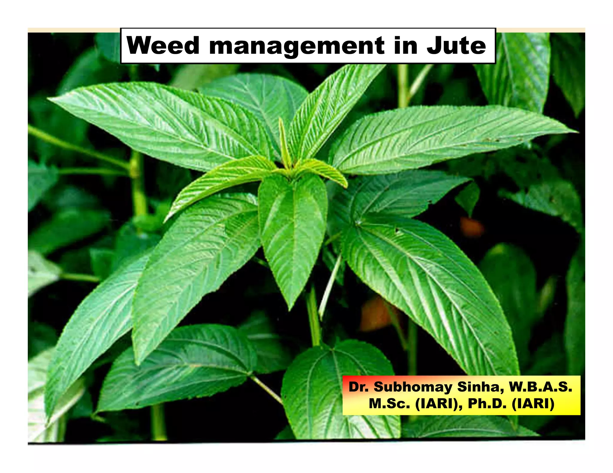 Weed control strategy in jute | PDF