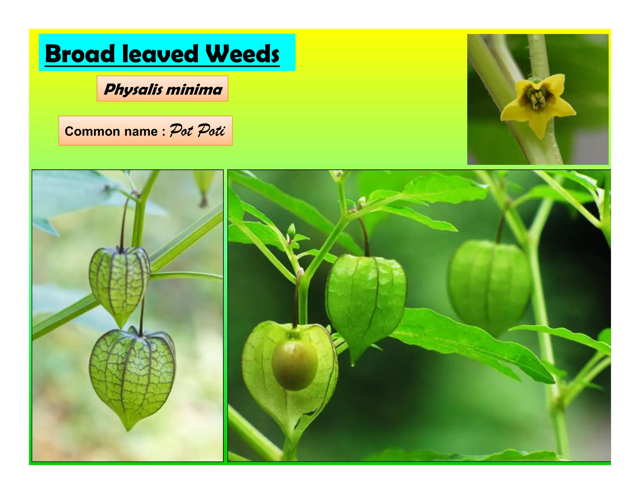 Weed control strategy in jute | PDF