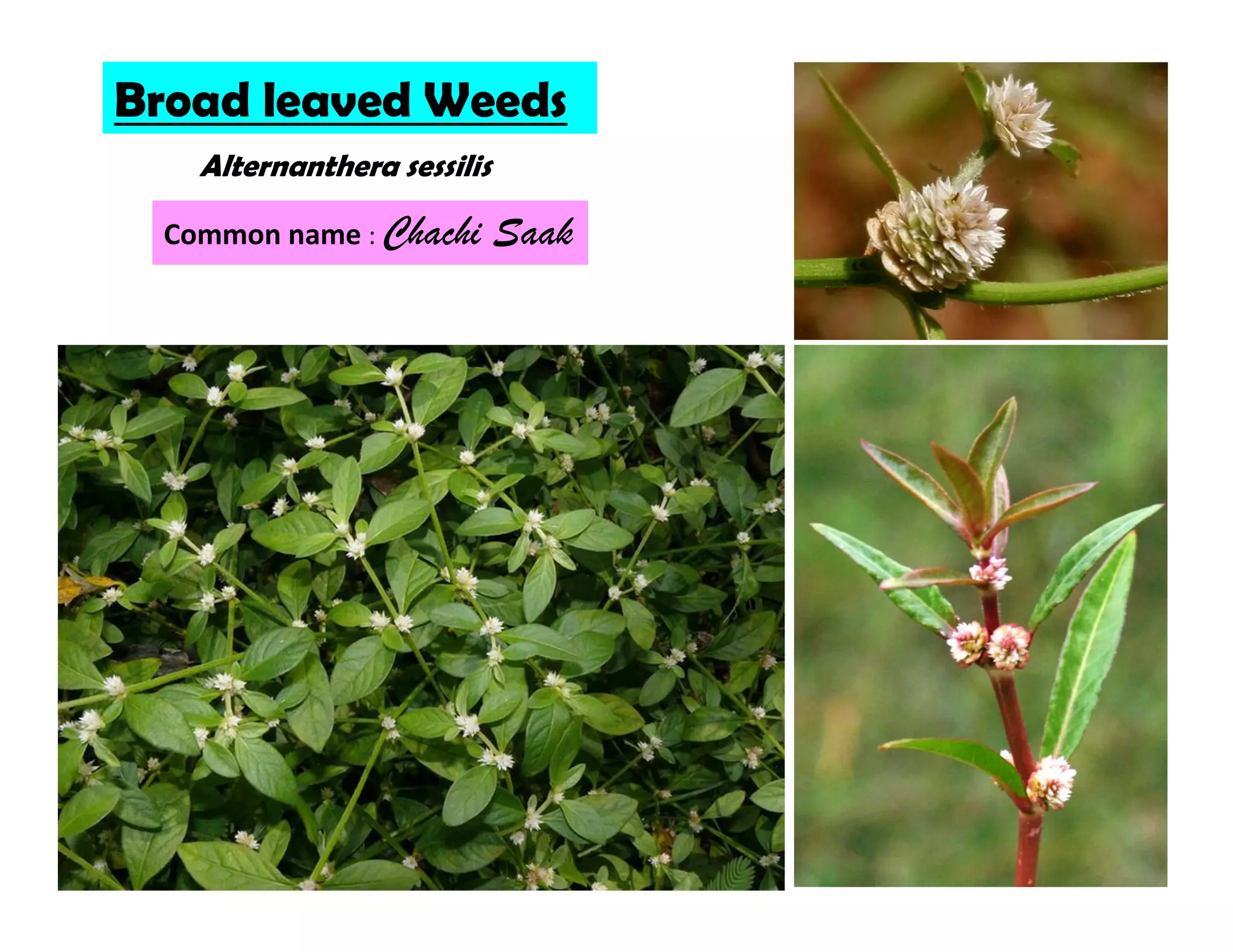 Weed control strategy in jute | PDF