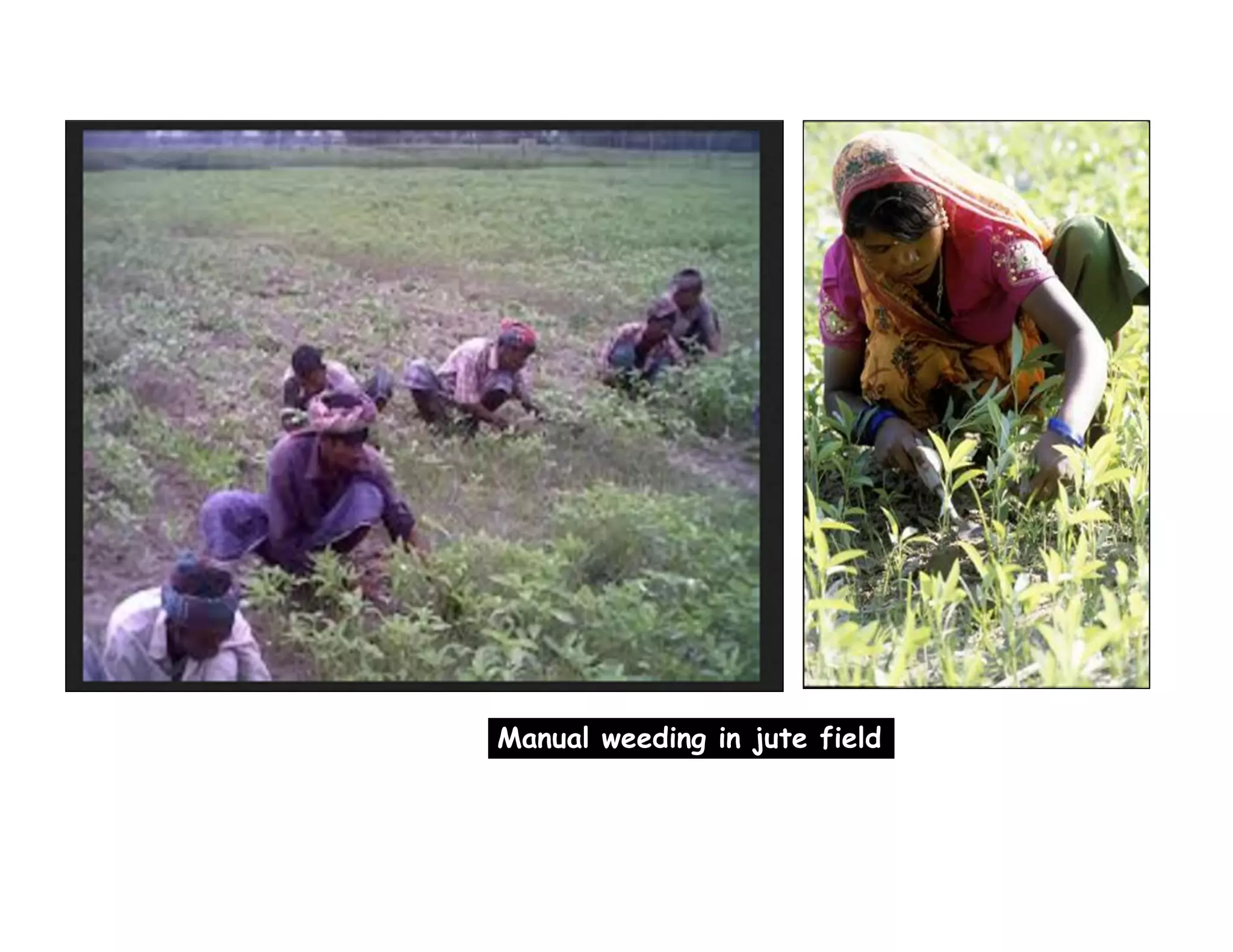 Weed control strategy in jute | PDF