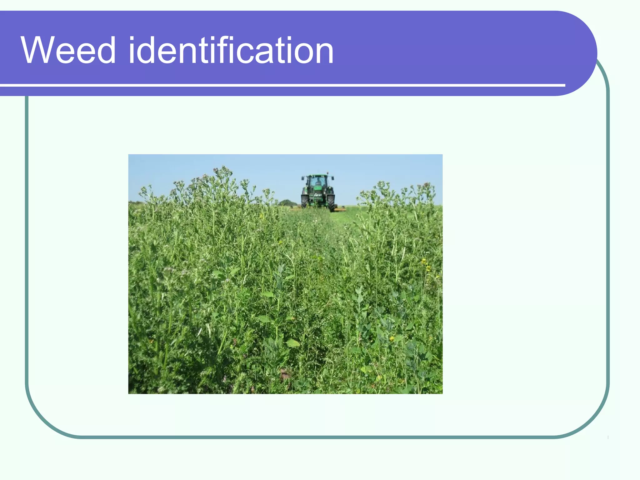 Weed identification | PPT