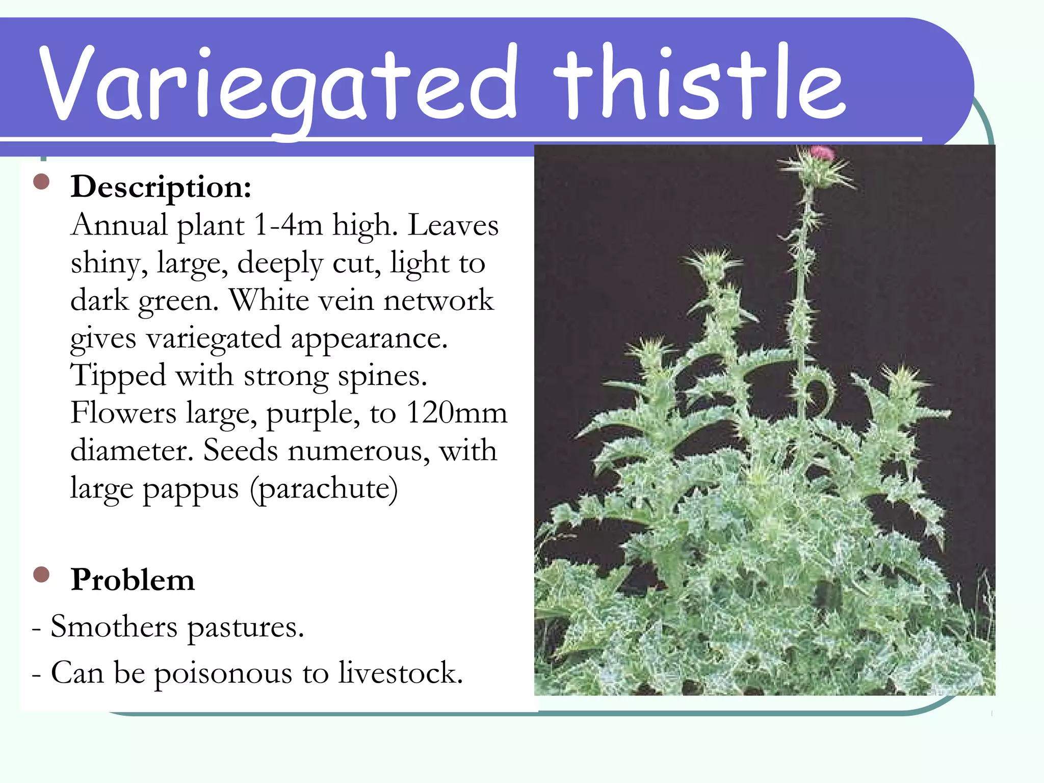 Weed identification | PPT