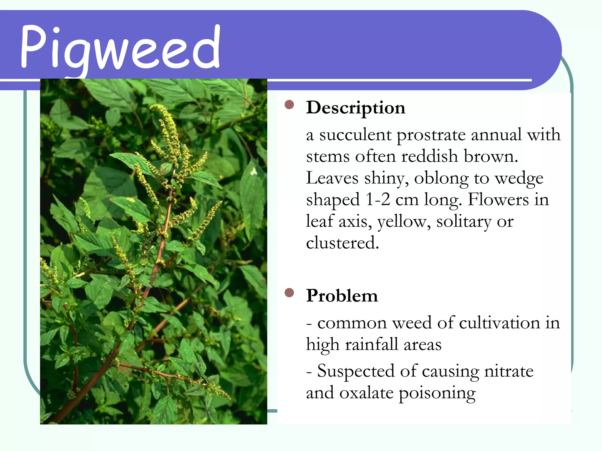 Weed identification | PPT
