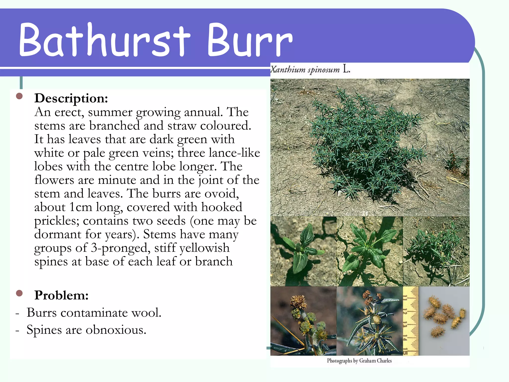Weed identification | PPT