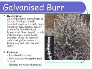 Weed identification | PPT