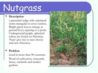 Weed identification | PPT