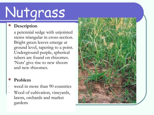 Weed identification | PPT