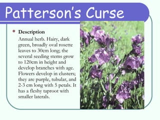 Weed identification | PPT
