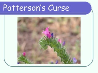 Weed identification | PPT