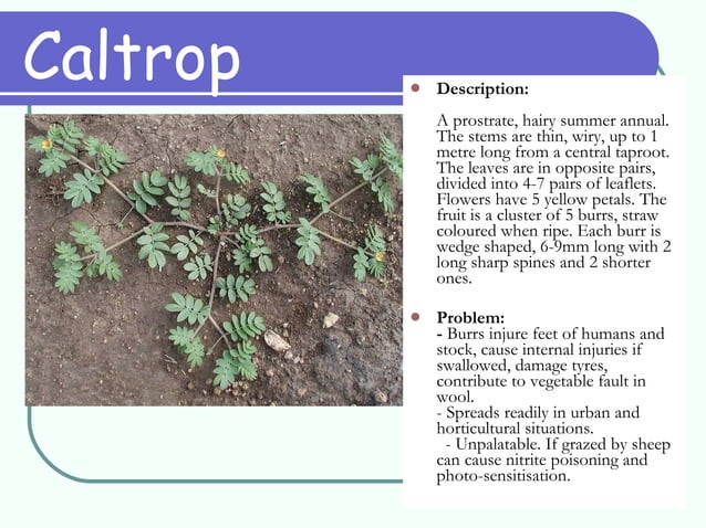 Weed identification | PPT