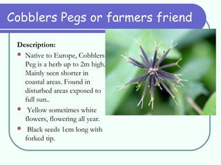 Weed identification | PPT