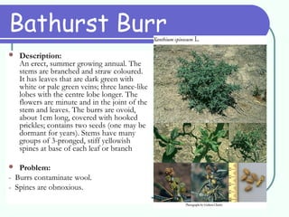 Weed identification | PPT