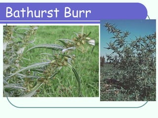 Weed identification | PPT