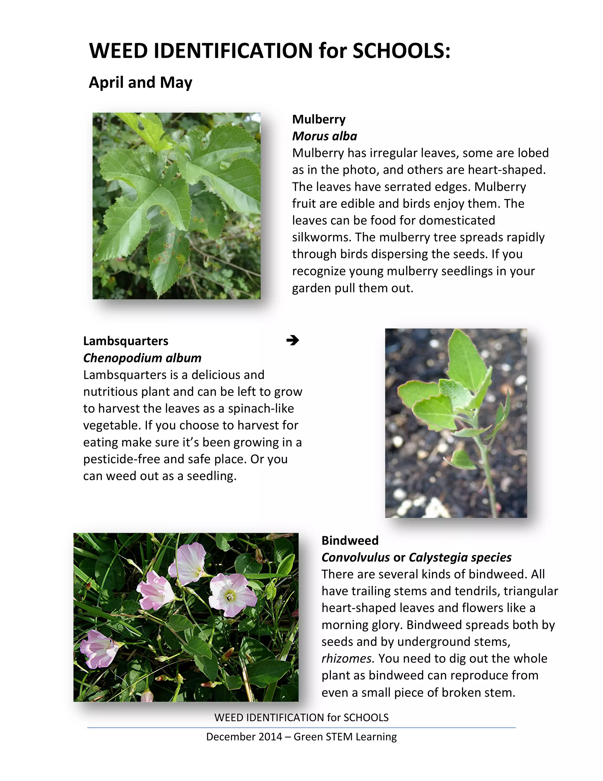 Weed Identification for Schools 2015 | PDF