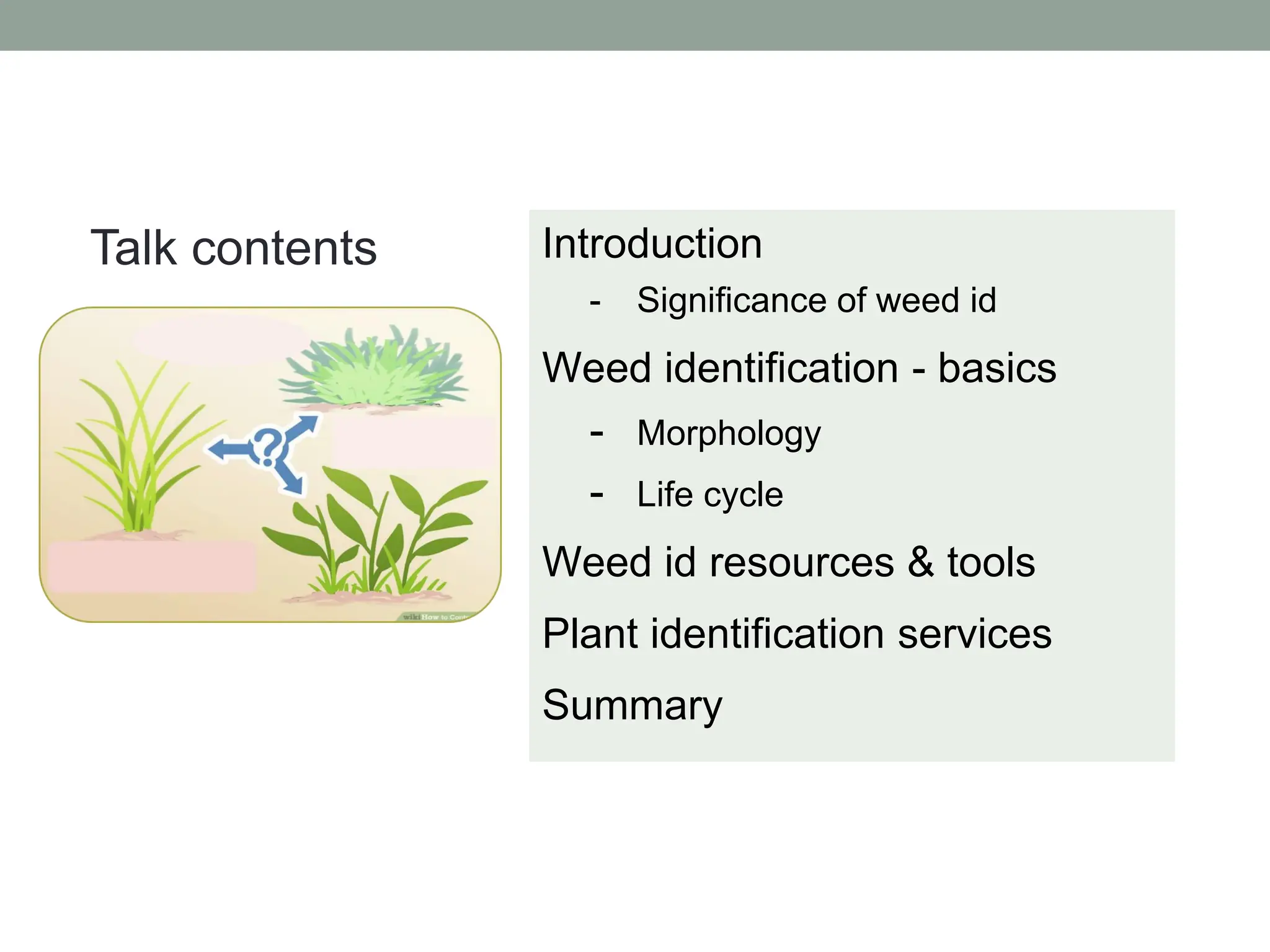 Weed identification – the basics and significance.pdf