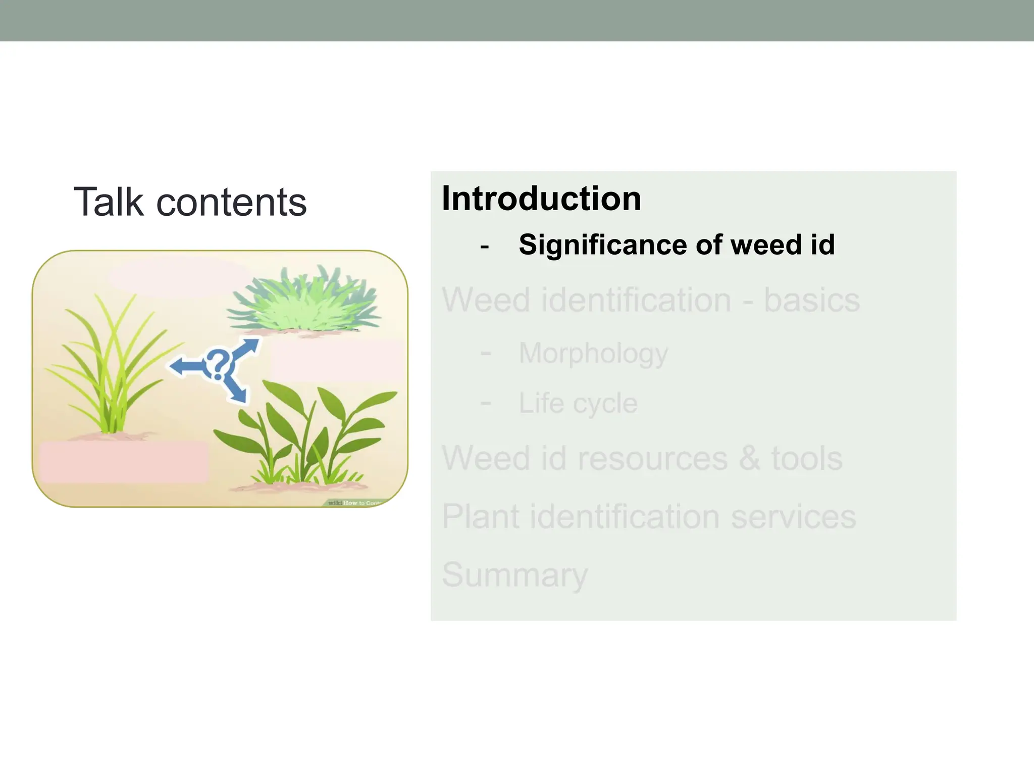 Weed identification – the basics and significance.pdf