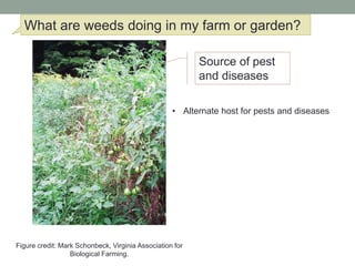 Weed identification – the basics and significance.pdf