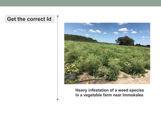 Weed identification – the basics and significance.pdf