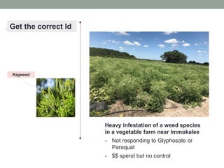 Weed identification – the basics and significance.pdf