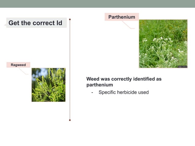 Weed identification – the basics and significance.pdf | Gardening ...