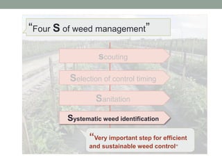 Weed identification – the basics and significance.pdf