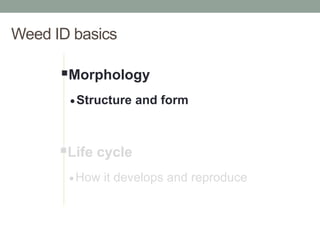 Weed identification – the basics and significance.pdf