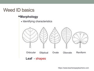 Weed identification – the basics and significance.pdf