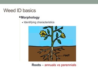 Weed identification – the basics and significance.pdf