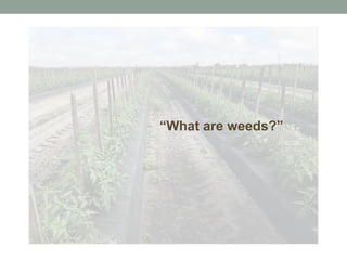 Weed identification – the basics and significance.pdf