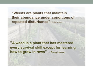 Weed identification – the basics and significance.pdf