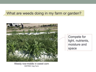 Weed identification – the basics and significance.pdf