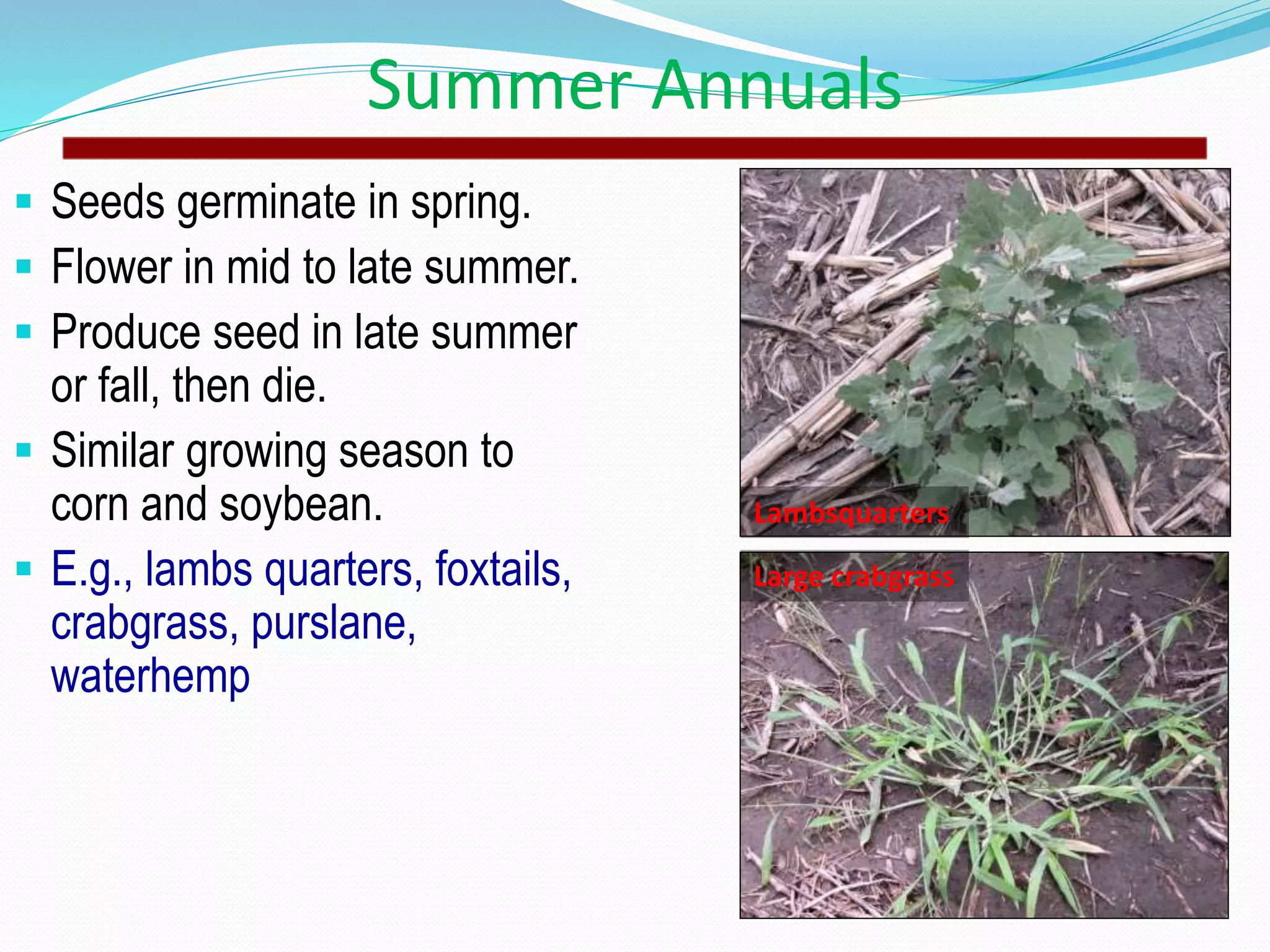 Weed Classification | PPTX